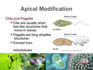 cellmodifications.pptxxxxxxxxxxxxxxxxxxxxxxxxxx | PPTX | Biological ...