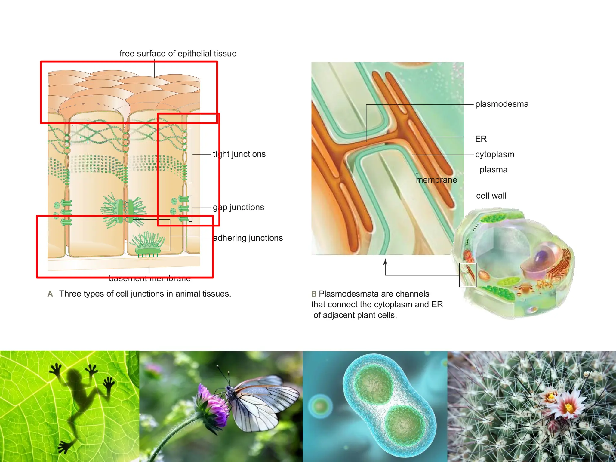 cellmodifications.pptxxxxxxxxxxxxxxxxxxx | PPTX
