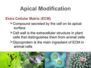 cellmodifications.pptxxxxxxxxxxxxxxxxxxx | PPTX