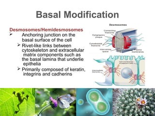 cellmodifications.pptxxxxxxxxxxxxxxxxxxx | PPTX