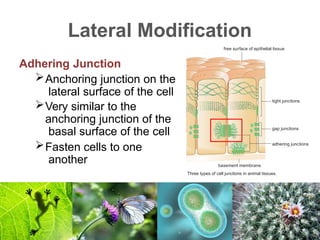 cellmodifications.pptxxxxxxxxxxxxxxxxxxx | PPTX