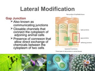 cellmodifications.pptxxxxxxxxxxxxxxxxxxx | PPT
