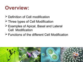cellmodifications.pptxxxxxxxxxxxxxxxxxxx | PPT