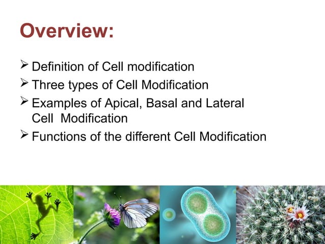 cellmodifications.pptxxxxxxxxxxxxxxxxxxx | PPT