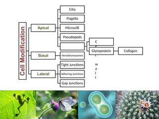 cellmodifications.pptxxxxxxxxxxxxxxxxxxx | PPTX