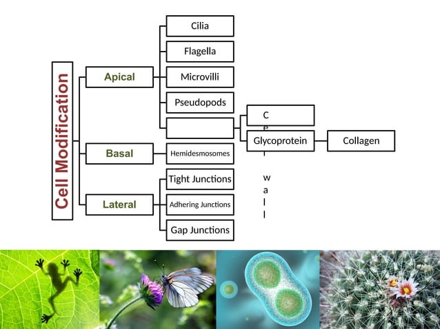 cellmodifications.pptxxxxxxxxxxxxxxxxxxx | PPT