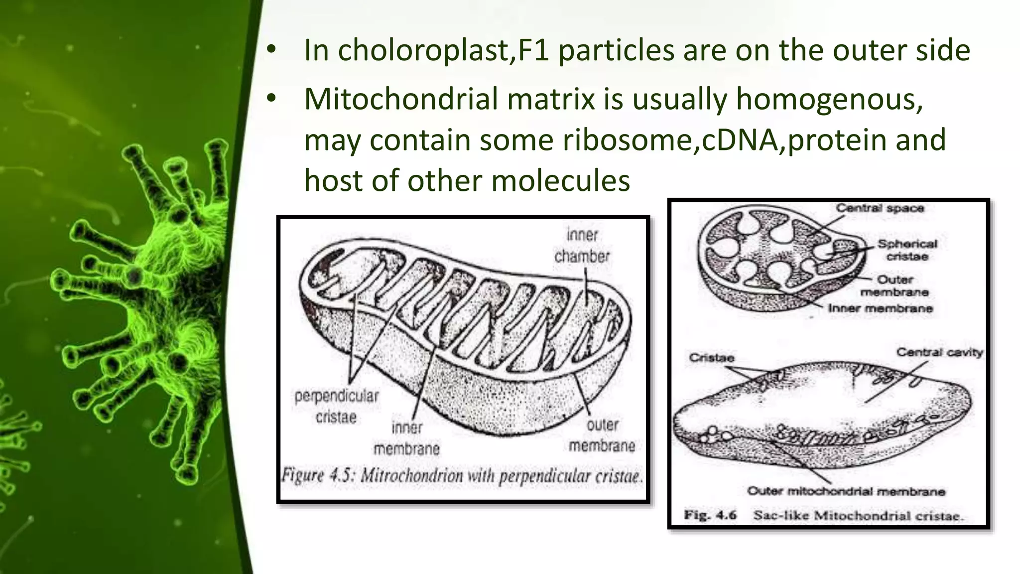 MITOCHONDRIA AND RIBOSOME | PPTX