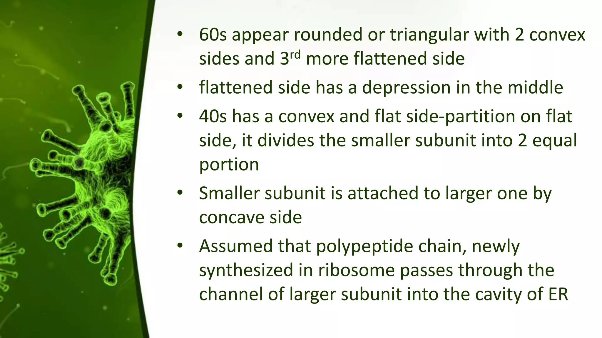 MITOCHONDRIA AND RIBOSOME | PPTX