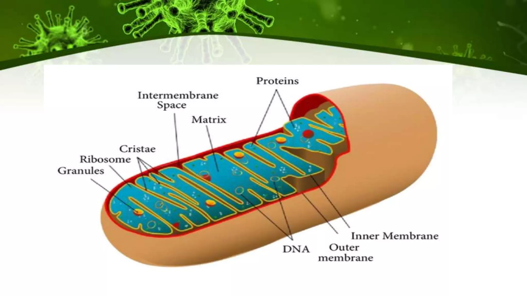 MITOCHONDRIA AND RIBOSOME | PPTX