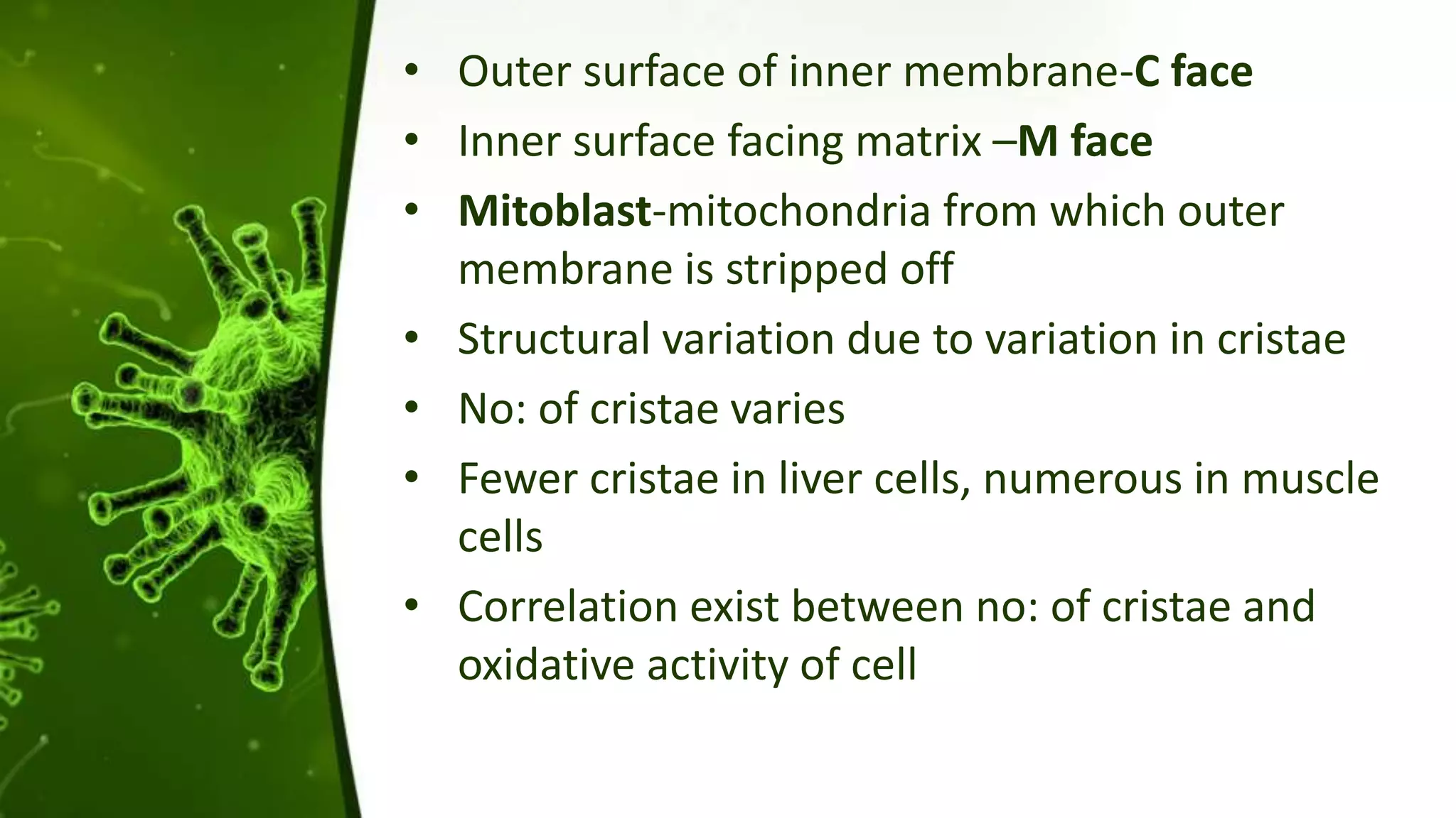 MITOCHONDRIA AND RIBOSOME | PPTX