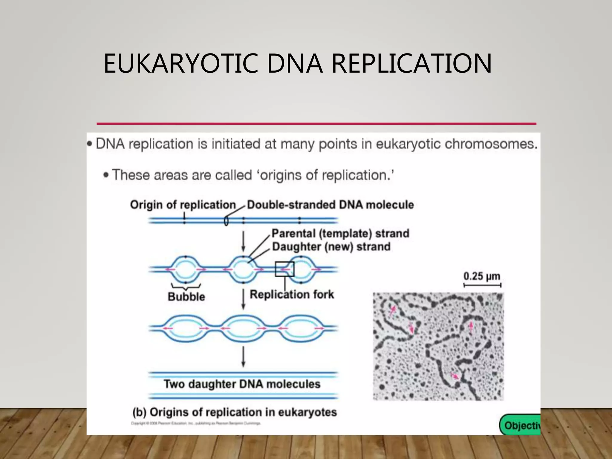 DNA REPLICATION - Cell & molecular biology | PPTX