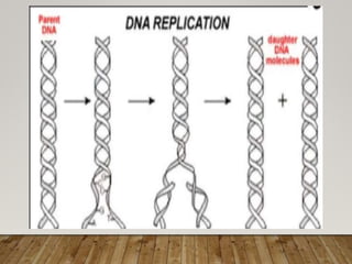 DNA REPLICATION - Cell & molecular biology | PPT