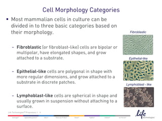 What is Cell Morphology in a Cell Culture? | PPT | Free Download