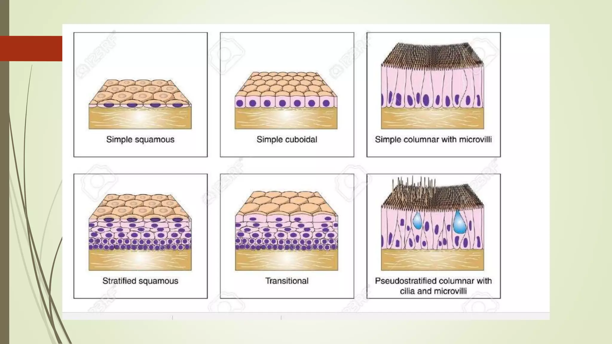 Cell morphology n tissue processing ppt | PPTX
