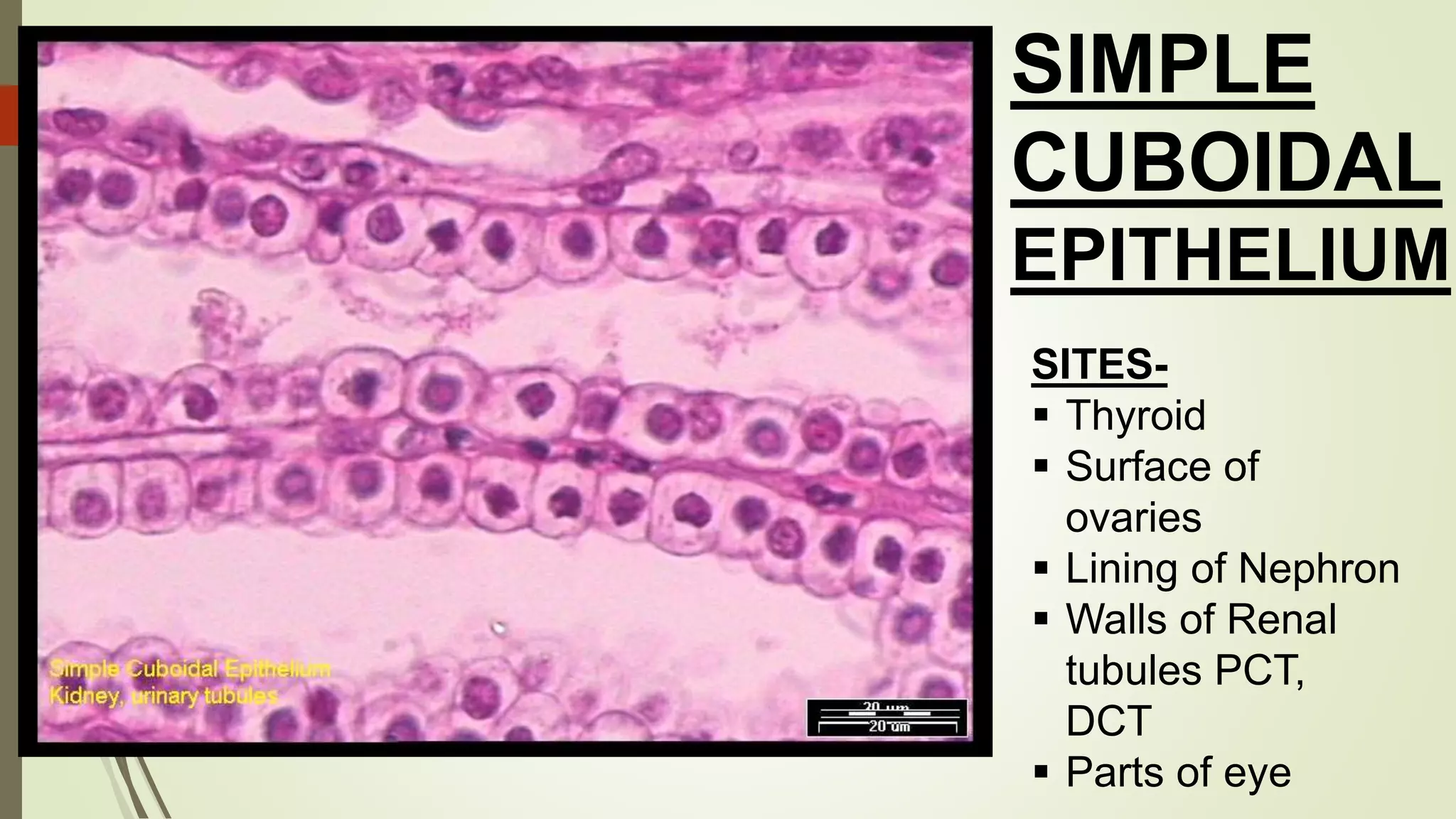 Cell morphology n tissue processing ppt | PPTX | Chemistry | Science