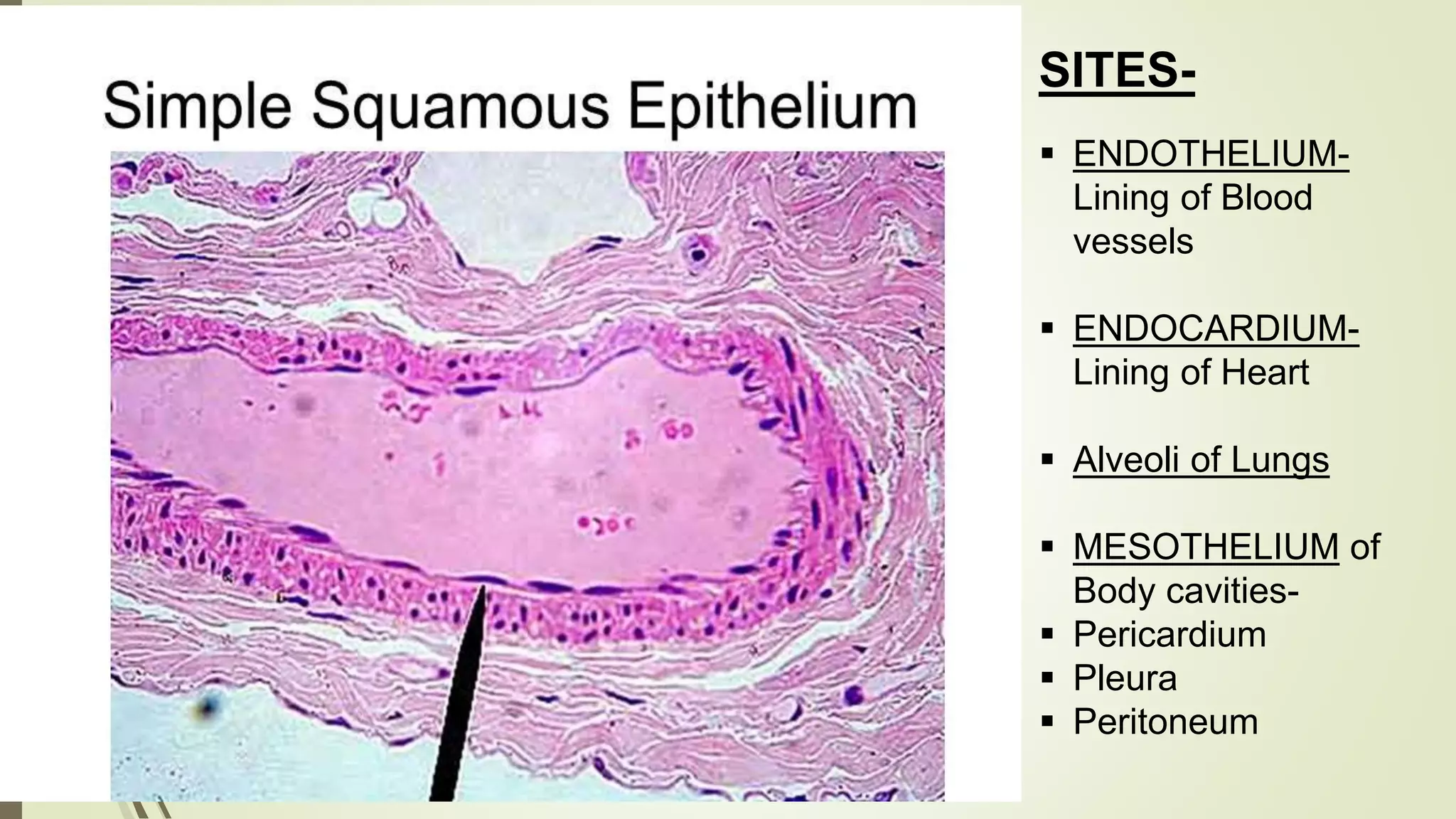 Cell morphology n tissue processing ppt | PPTX | Chemistry | Science