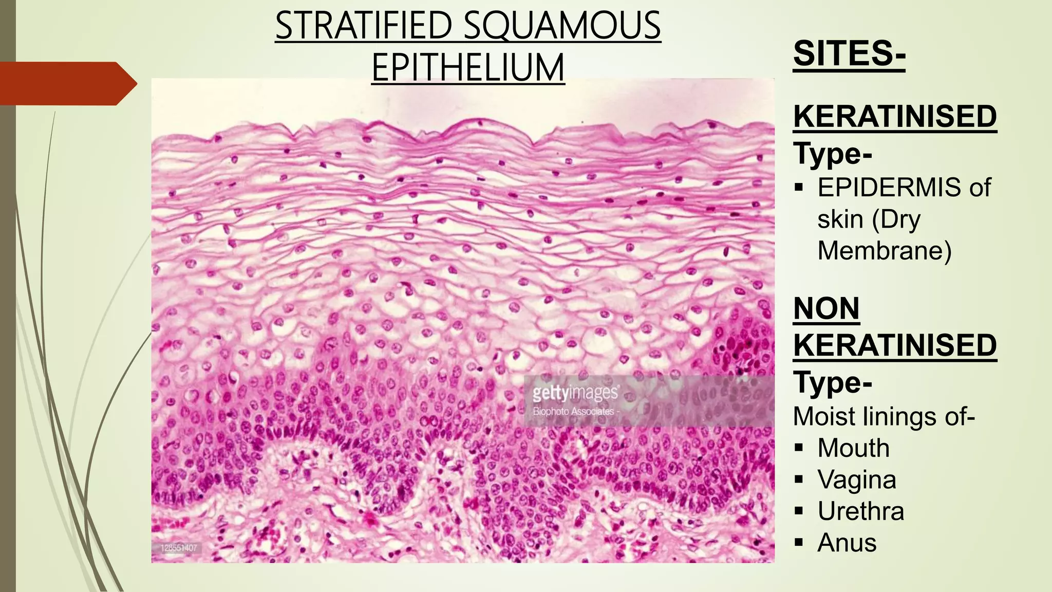 Cell morphology n tissue processing ppt | PPTX