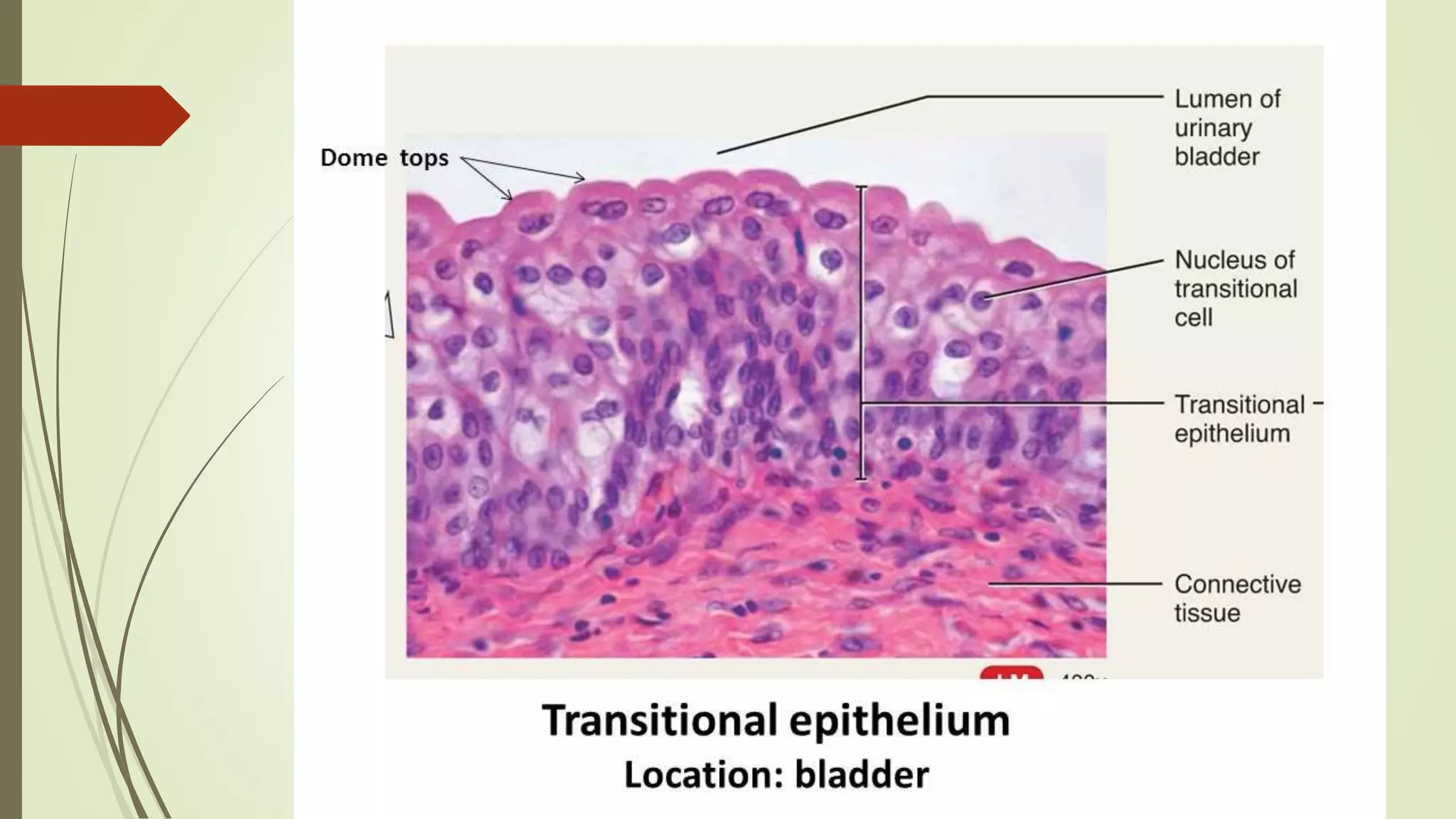Cell morphology n tissue processing ppt | PPTX