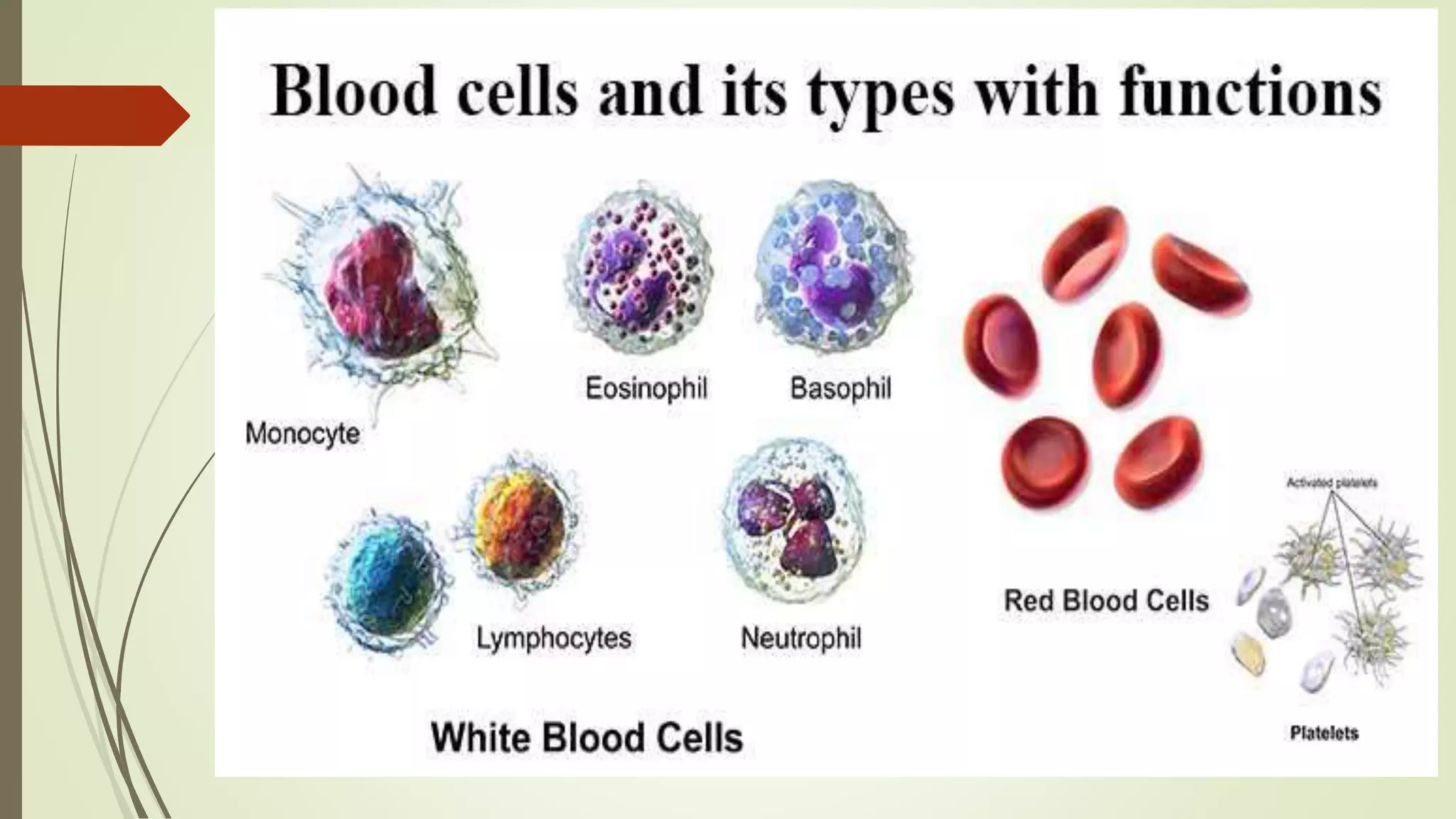 Cell morphology n tissue processing ppt | PPTX
