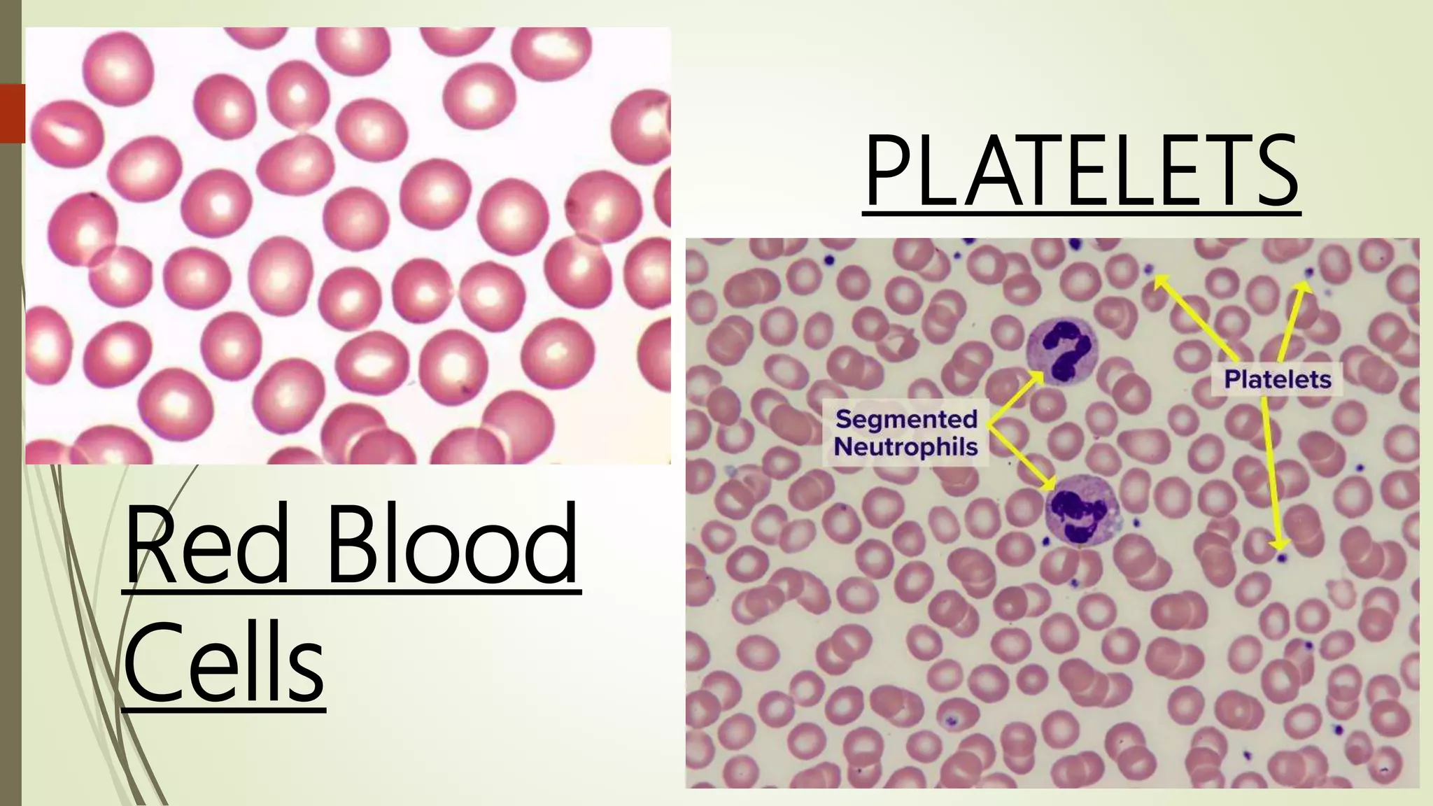 Cell morphology n tissue processing ppt | PPTX