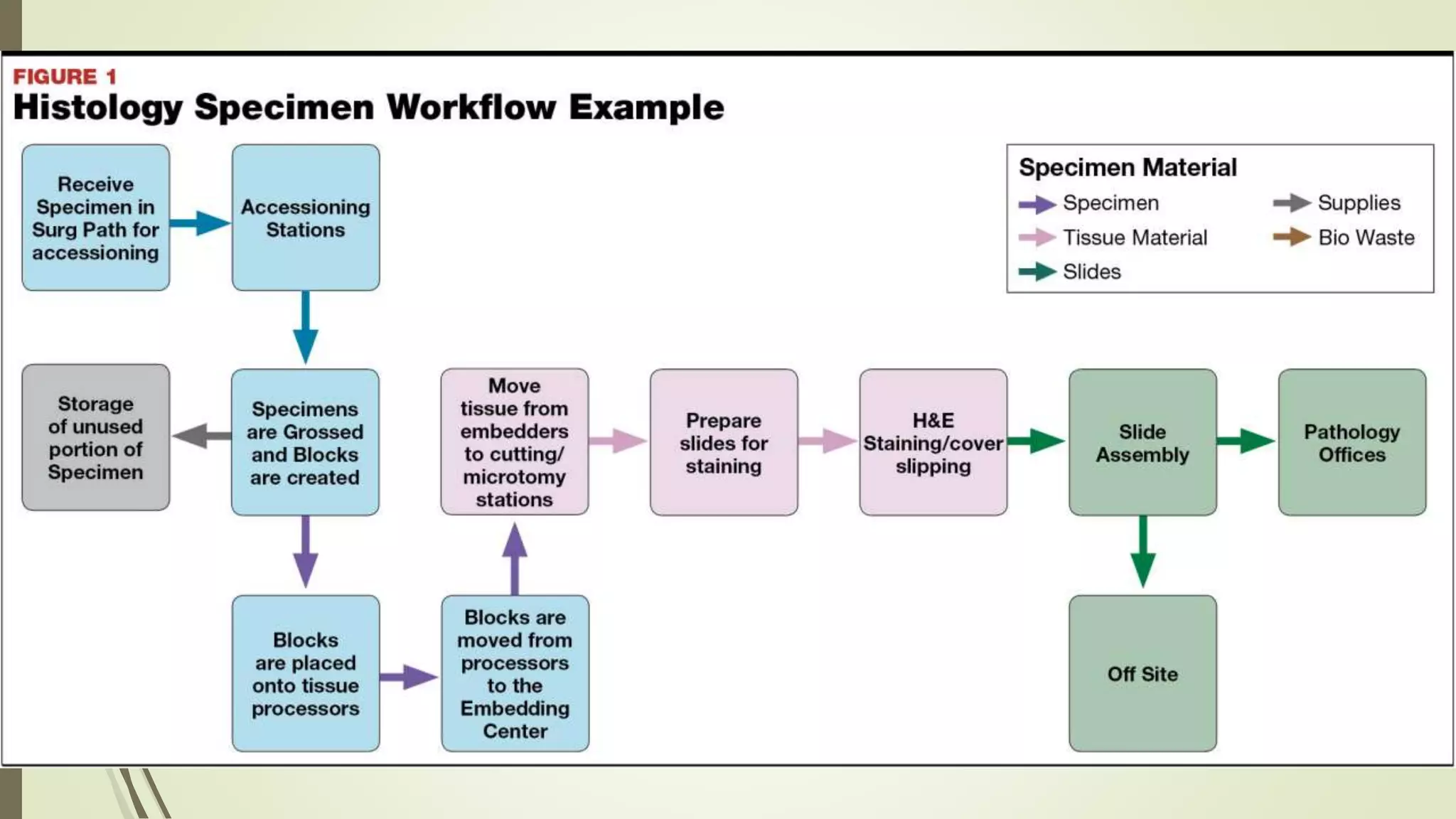 Cell morphology n tissue processing ppt | PPTX