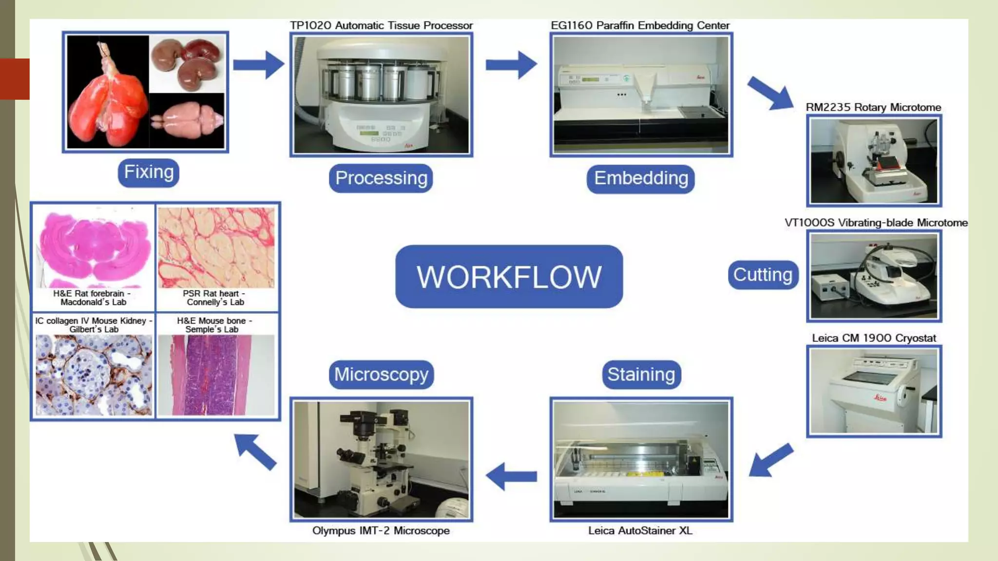 Cell morphology n tissue processing ppt | PPTX