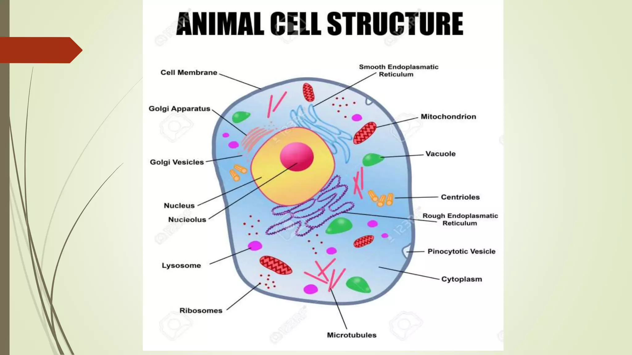 Cell morphology n tissue processing ppt | PPTX