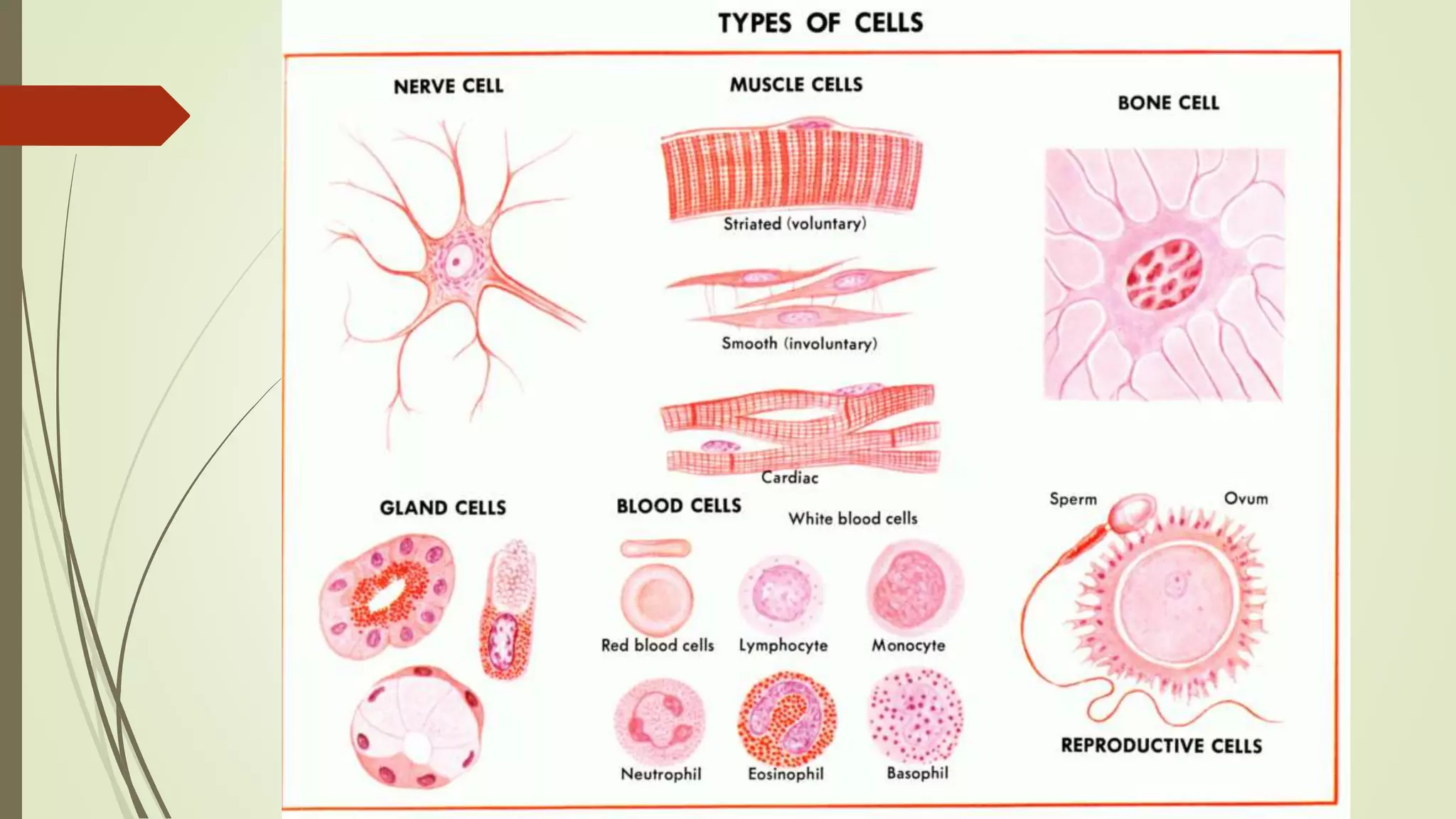 Cell morphology n tissue processing ppt | PPTX | Chemistry | Science