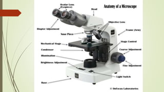 Cell morphology n tissue processing ppt | PPTX | Chemistry | Science