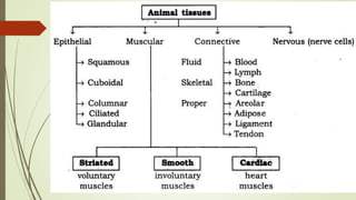 Cell morphology n tissue processing ppt | PPTX | Chemistry | Science