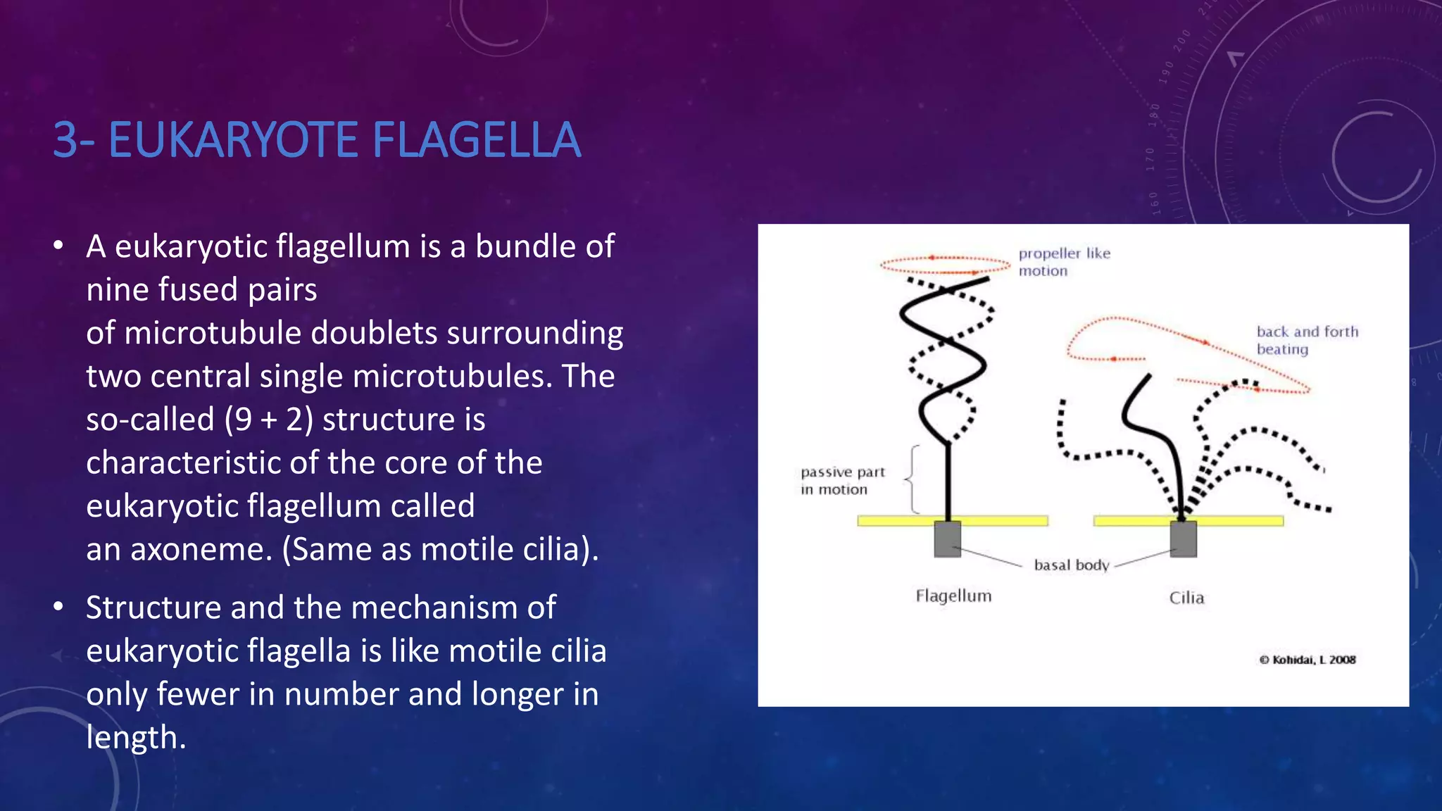 Cell motility | PPTX