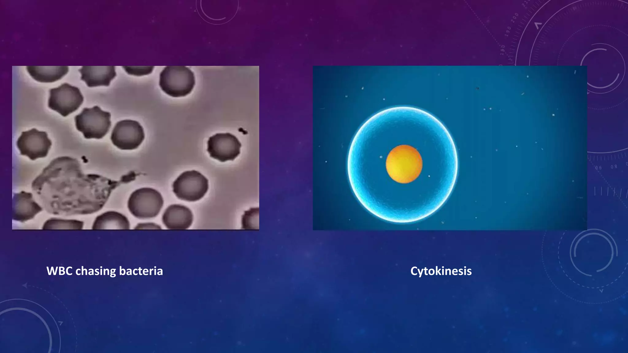 Cell motility | PPTX