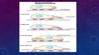 Cell motility | PPTX