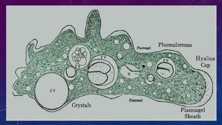 Cell motility | PPTX