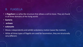 Cell motility | PPTX