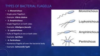 Cell motility | PPTX