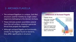 Cell motility | PPTX