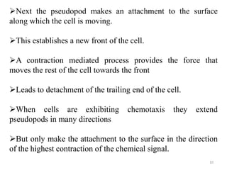 Cell motility, cell excitation and cell differentiation | PPTX | Brain ...