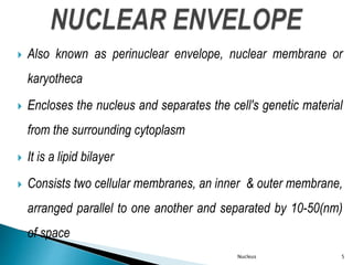 Cell neucles | PPT
