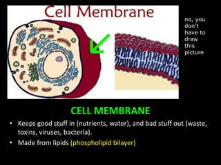 Cell Biology Notes | PPTX