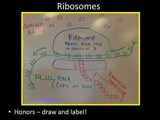 Cell Biology Notes | PPTX