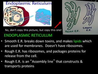 Cell Biology Notes | PPTX