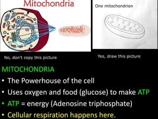 Cell Biology Notes | PPTX