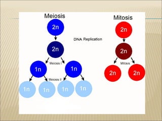 Grade 11 - Cell and Nuclear Division | PPT | Cancer | Diseases and ...