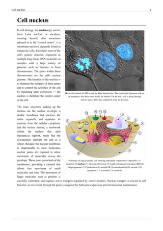 Cell nucleus | PDF
