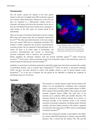 Cell nucleus | PDF