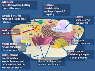 CELL AND ORGANELLES BY NAMAMI KAUSHIK SGT | PPTX
