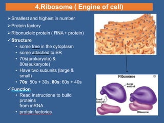 CELL AND ORGANELLES BY NAMAMI KAUSHIK SGT | PPT
