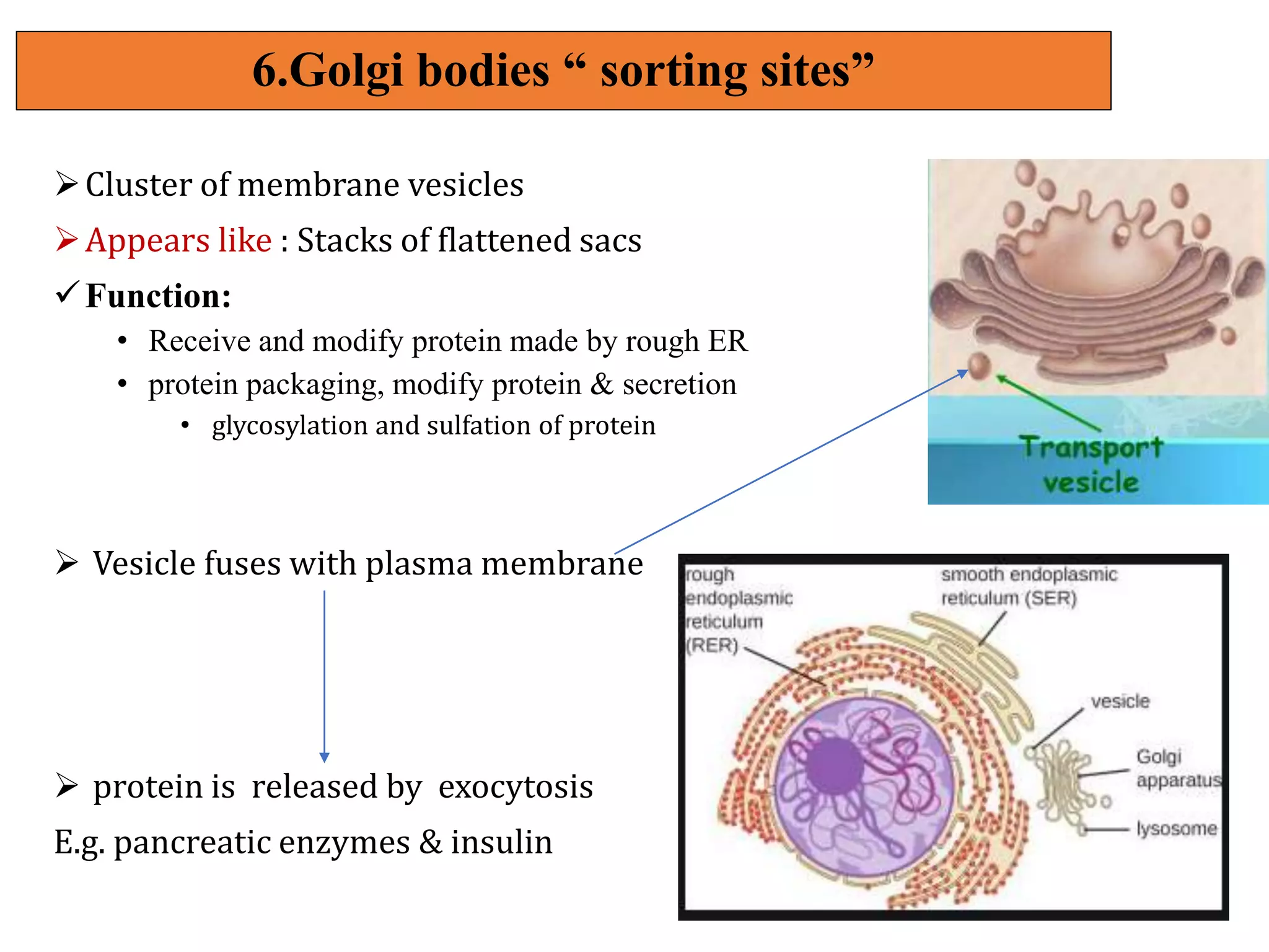 Cell and cell organelles | PPTX
