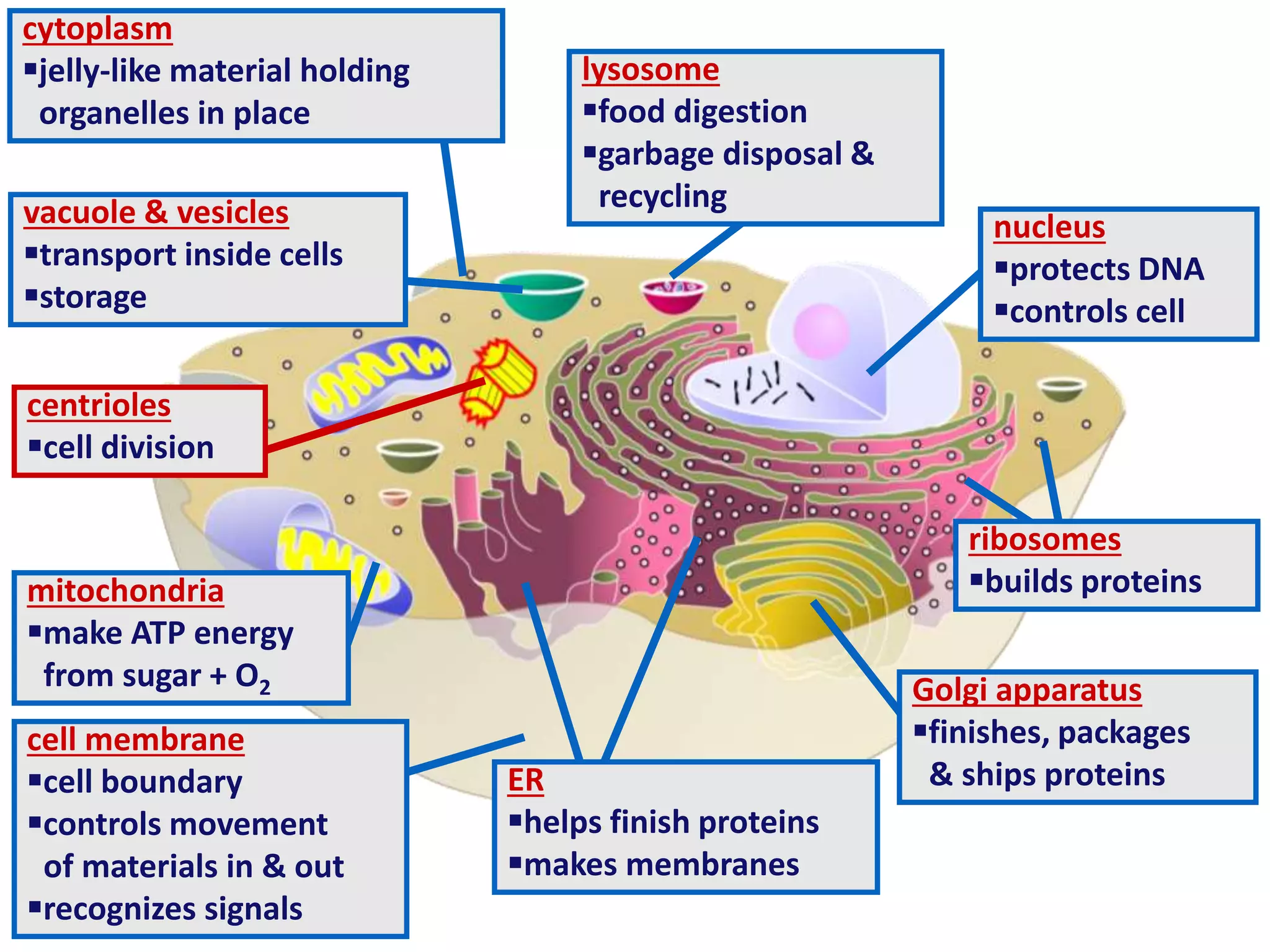 Cell and cell organelles | PPTX